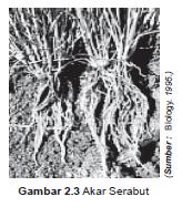 Risye Rst Musdama: STRUKTUR DAN FUNGSI BAGIAN TUMBUHAN