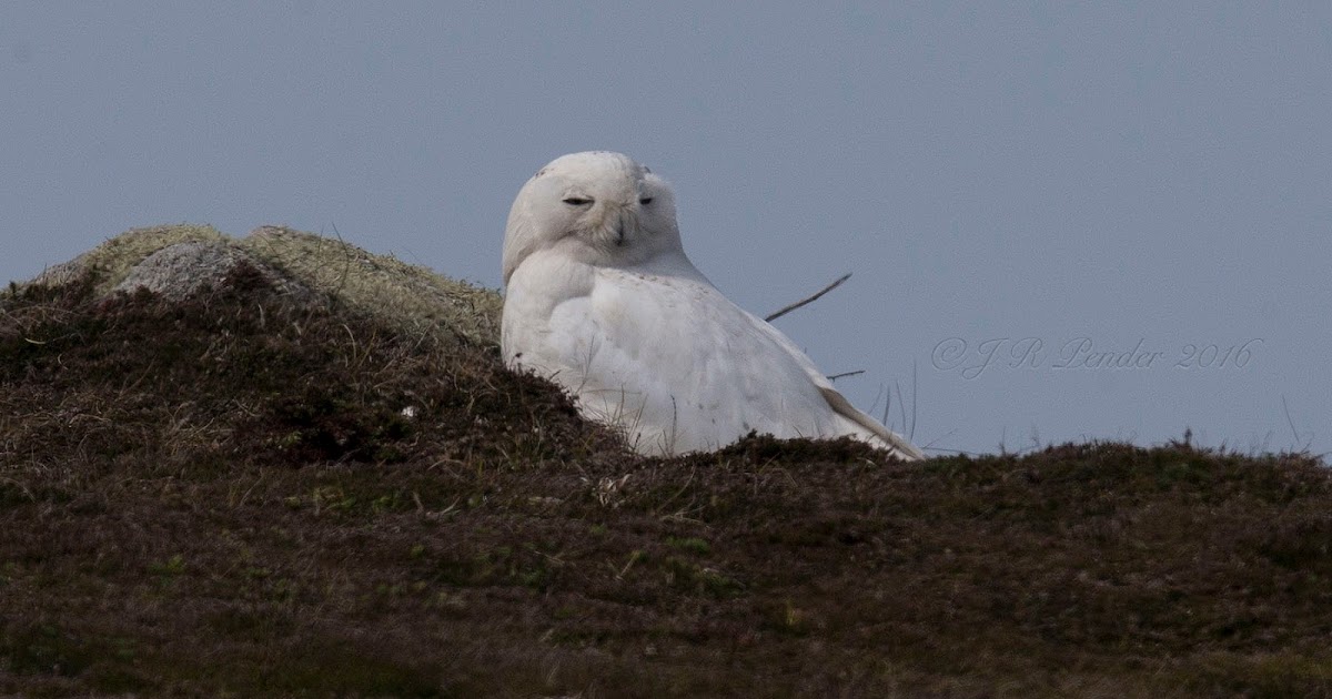 Joe Pender Wildlife Photography: Adult Male Snowy Owl