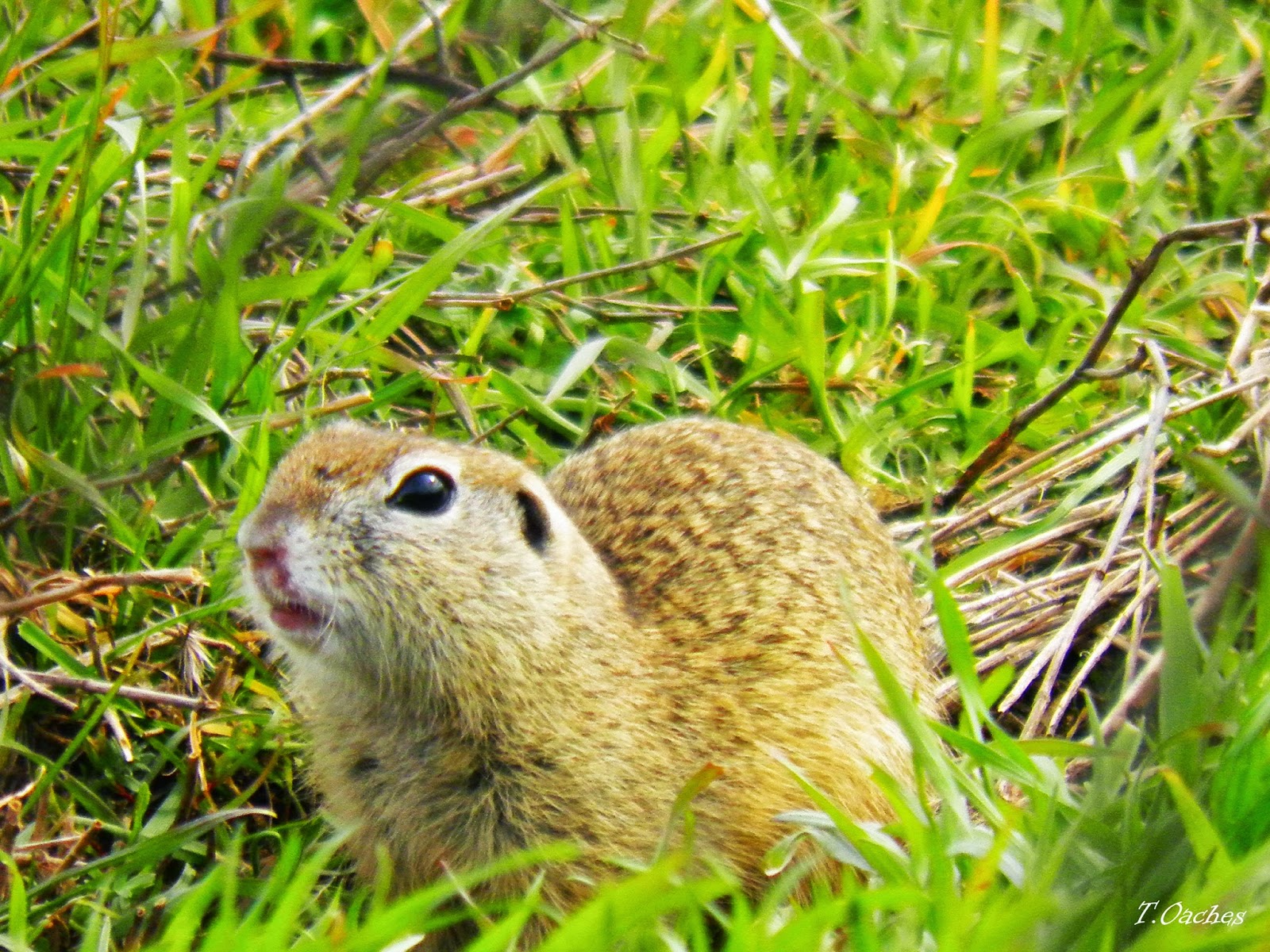PASARI DIN ROMANIA: SOIM DUNAREAN, Falco cherrug