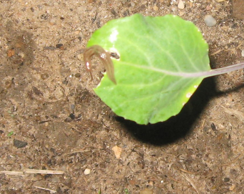 A horta do meu coração: maio 2011