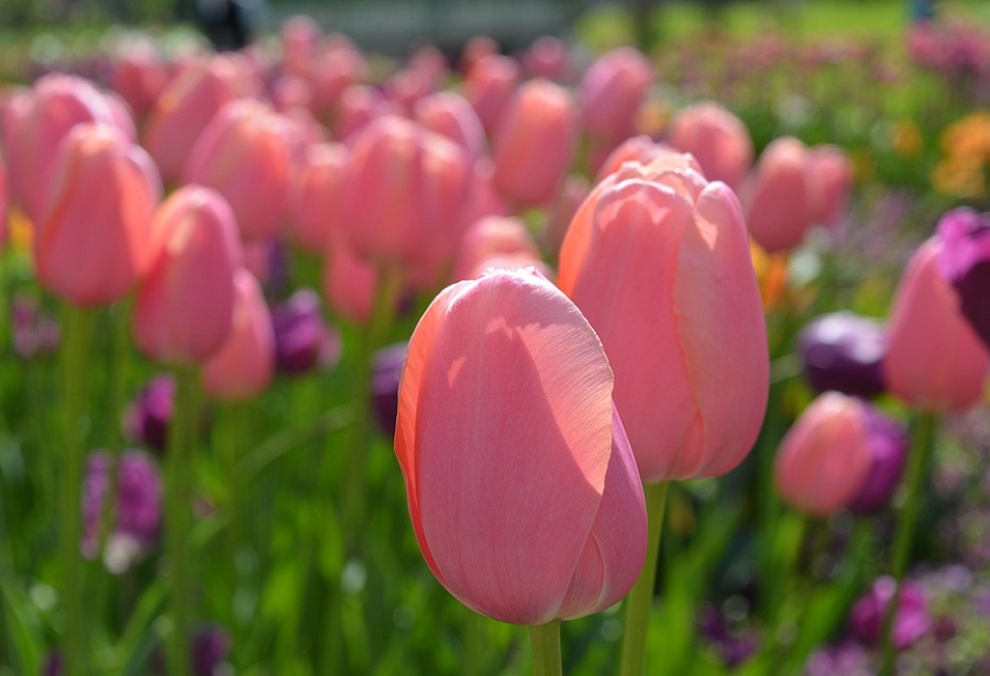 26+ Gambar Bunga Tulip Yang Indah Sekali yang Lagi Viral - Informasi ...