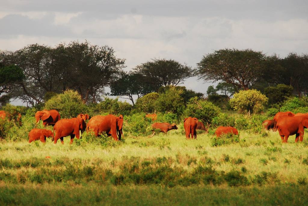 The Red Elephants of Kenya | The Ark In Space