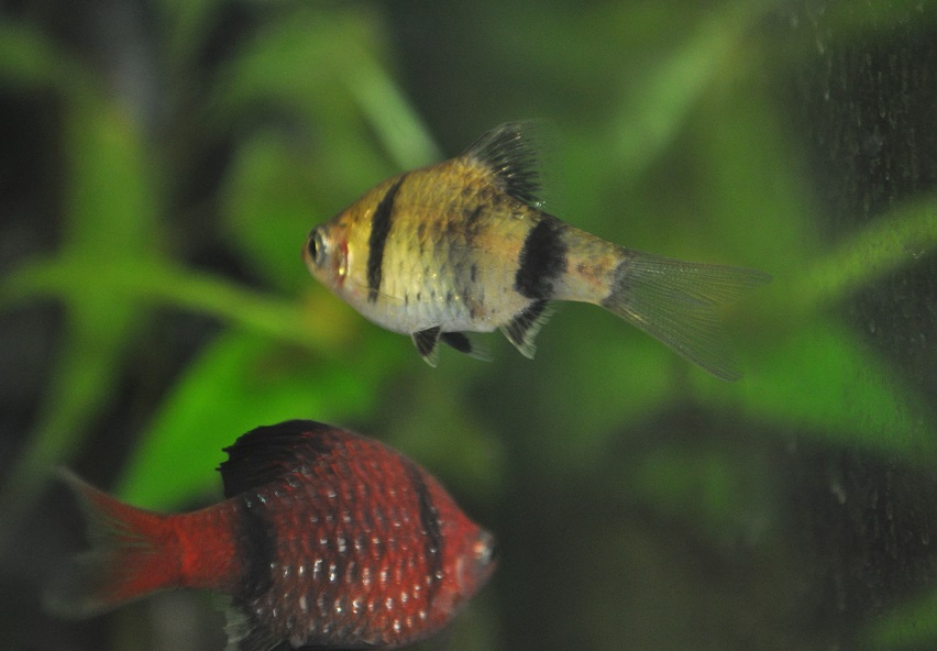 ZOOTOGRAFIANDO (6.100 ANIMALS): BARBO BANDERA / BANDULA BARB (Pethia ...