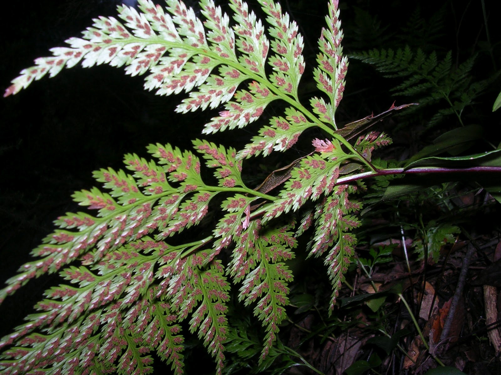 Les plantes de Torrelles: Asplenium adiantum-nigrum