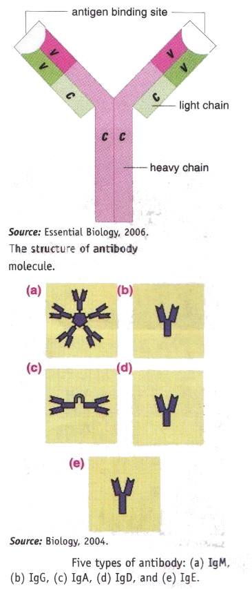 2013 The Components Of Immune System Antigen Carrier Cells And Anti ...