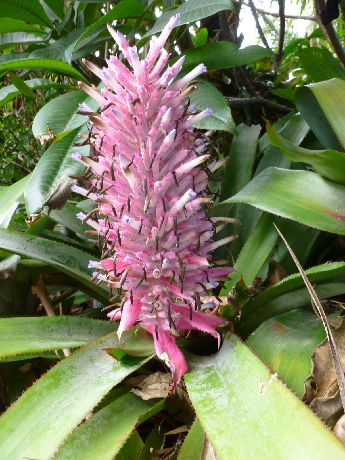 Onslow and Miss B: Back to Ballina