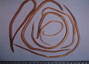 biological helmint: helmint