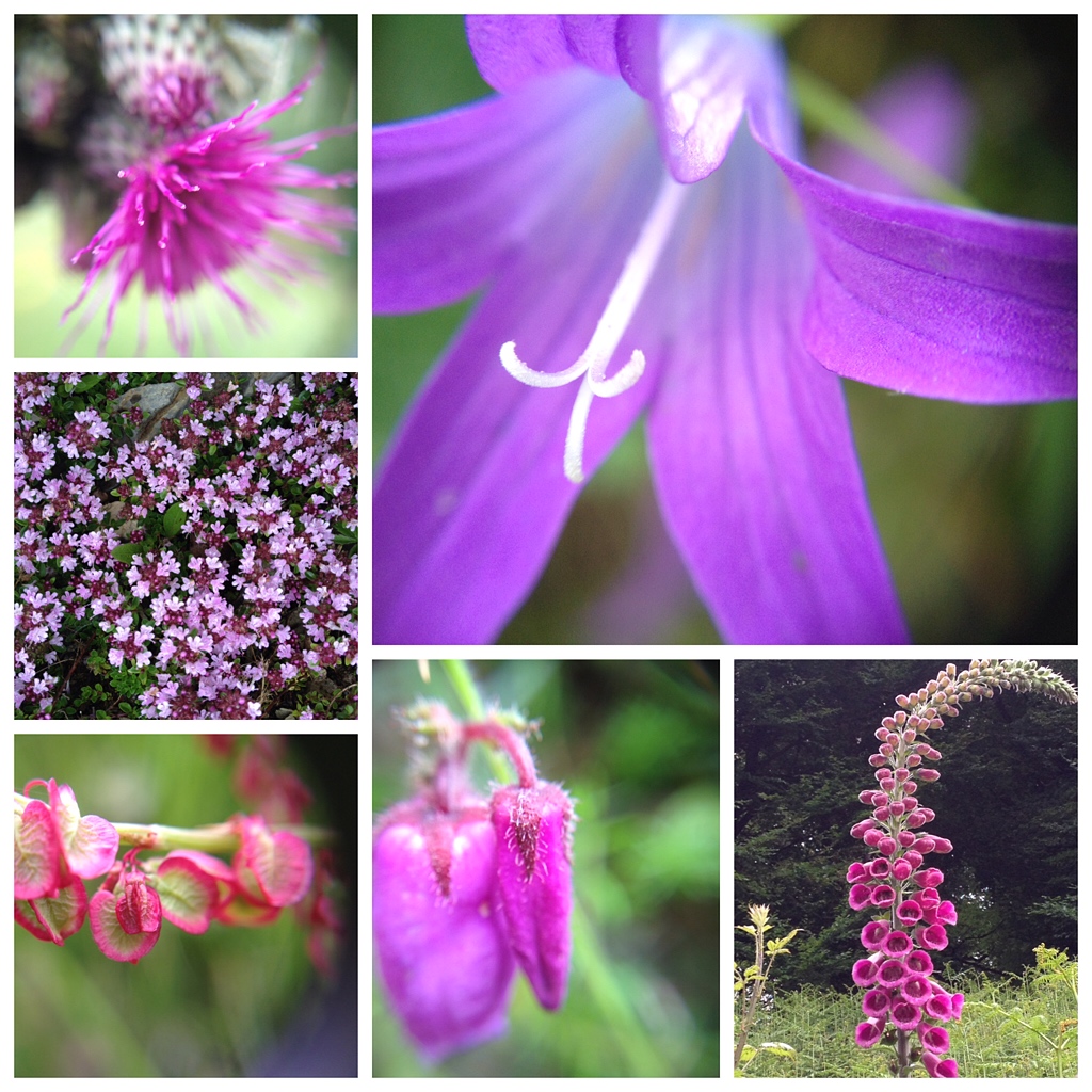 Kreuger Camino 2016: Pyrenees Flowers