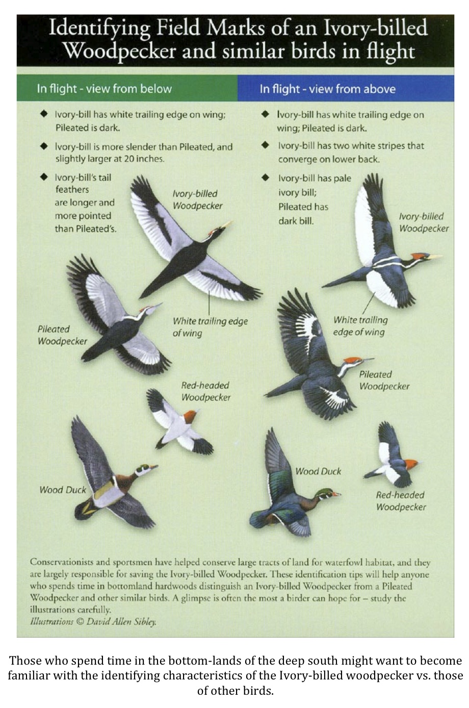 Ivory Billed Woodpecker Flying