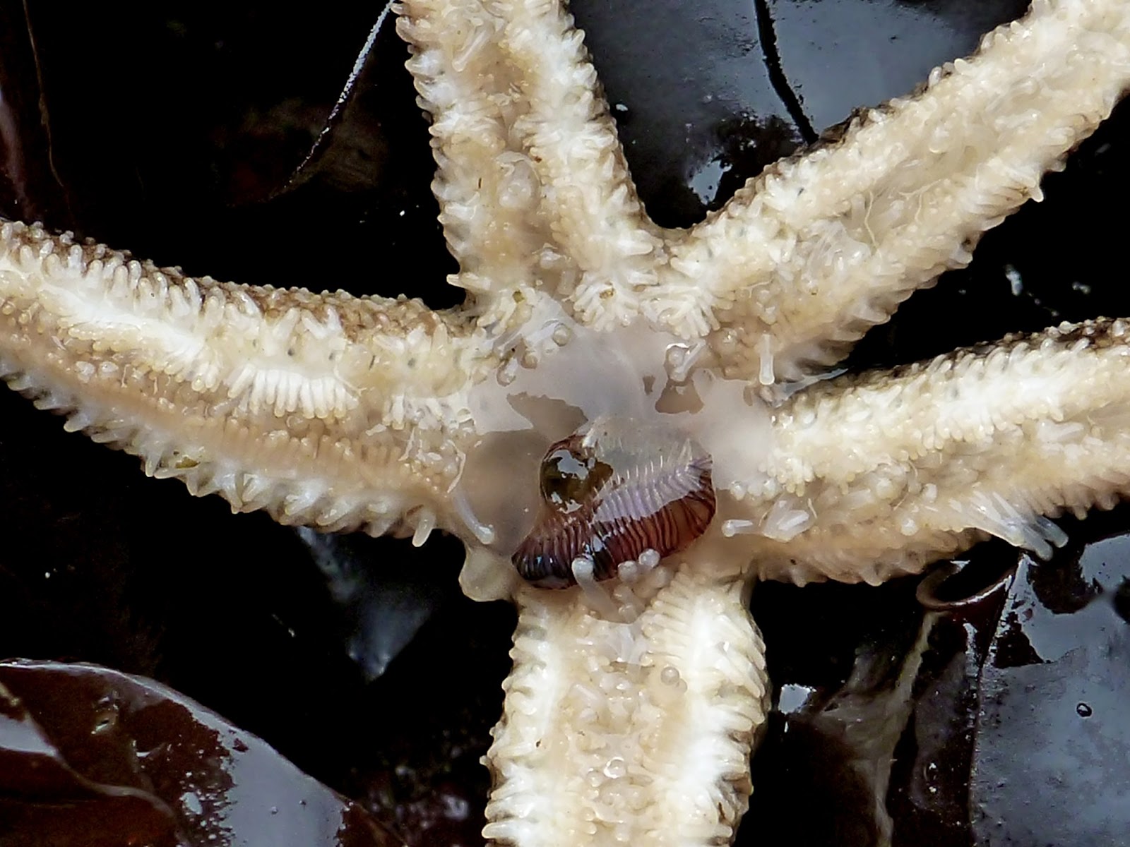 Buzz's Marine Life of Puget Sound: Jun 26, 2013