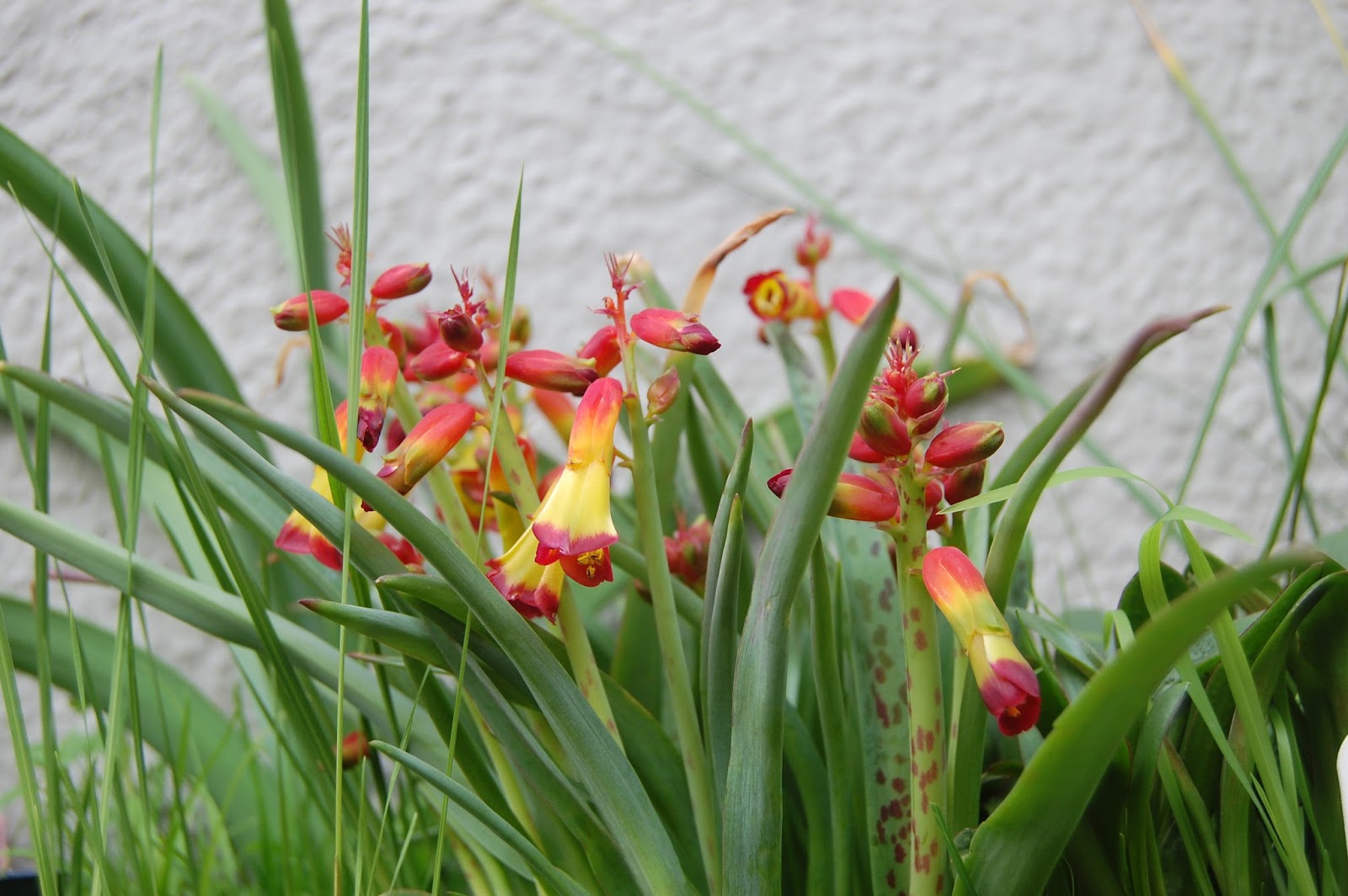 Norm's Nursery: South African bulbs