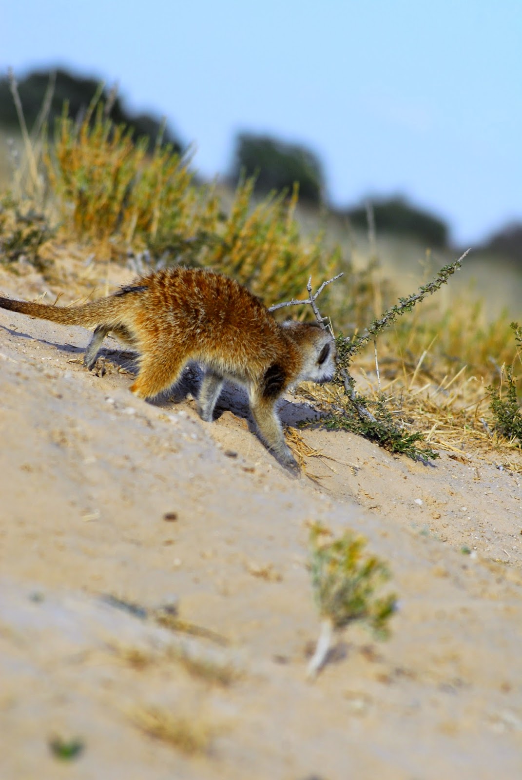 The Great Wildebeest Migration: Meerkats foraging