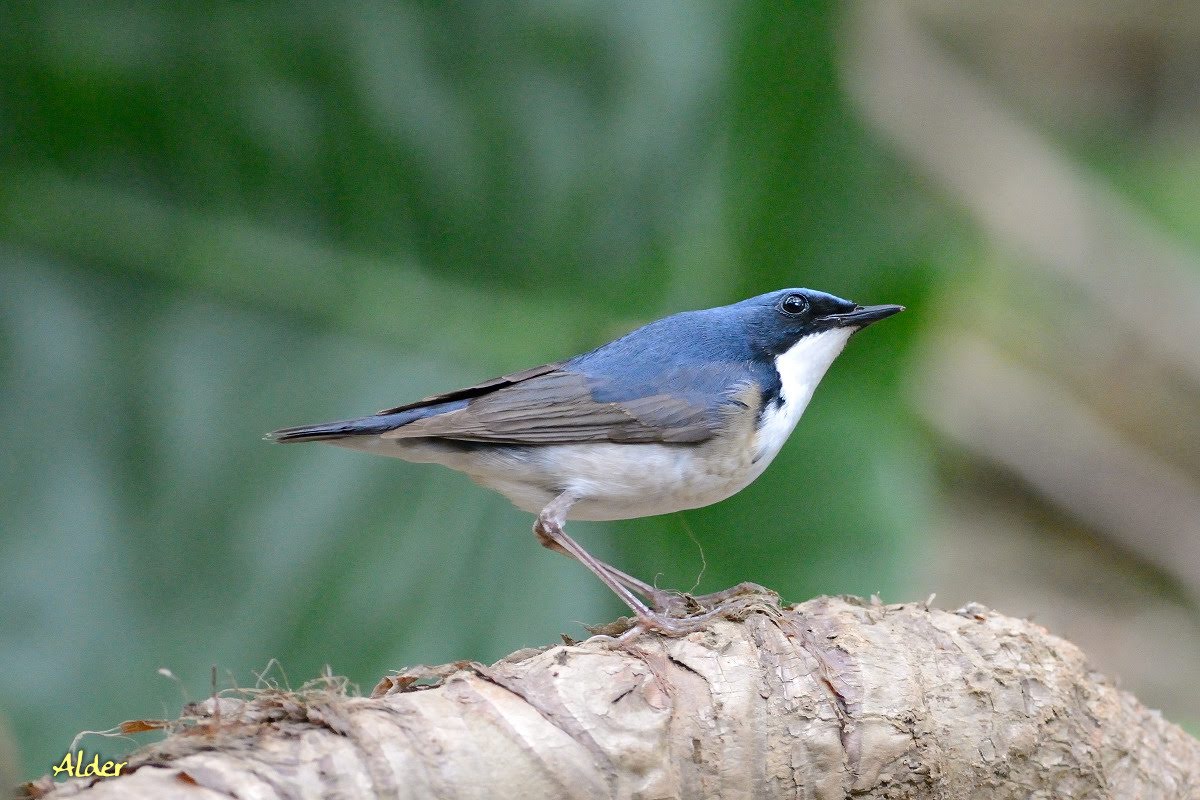 Alder's Bird-watching Notes: Siberian Blue Robin．藍歌鴝
