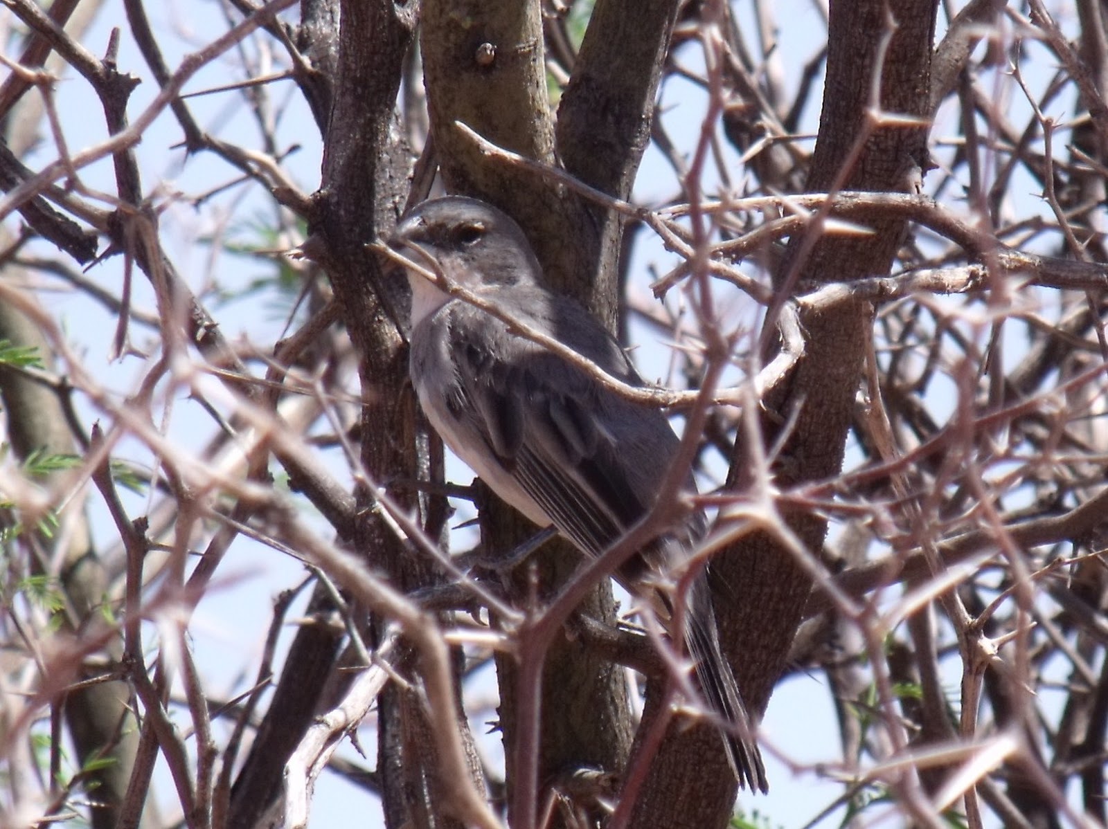 NATURALEZA Y CULTURA: Diuca