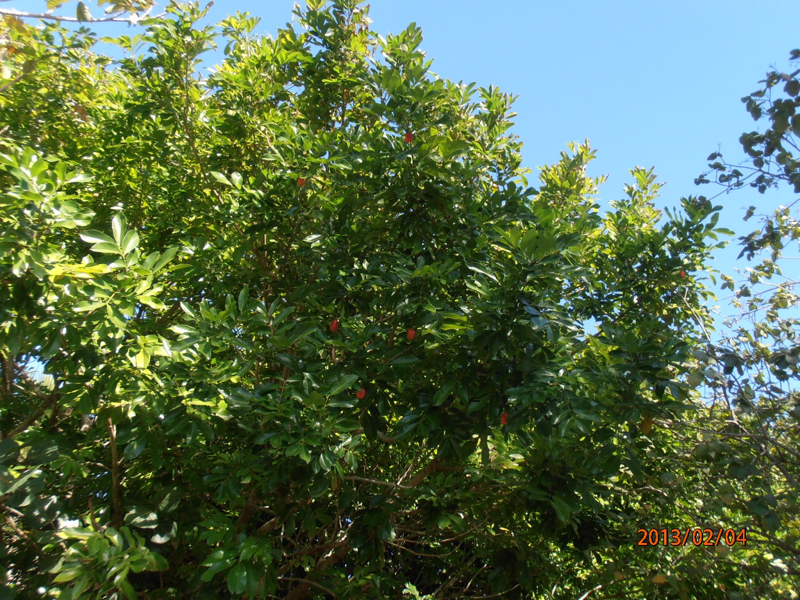 Flora de Puerto Rico Ilustrada Papo Vives: SAPINDACEAE -BLIGHIA sapida ...