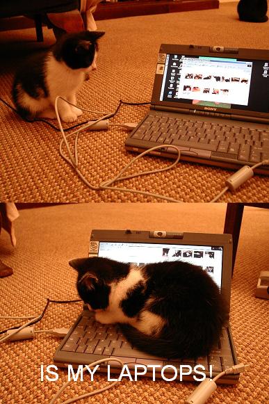 Is my laptops! | Funny Cat Pictures