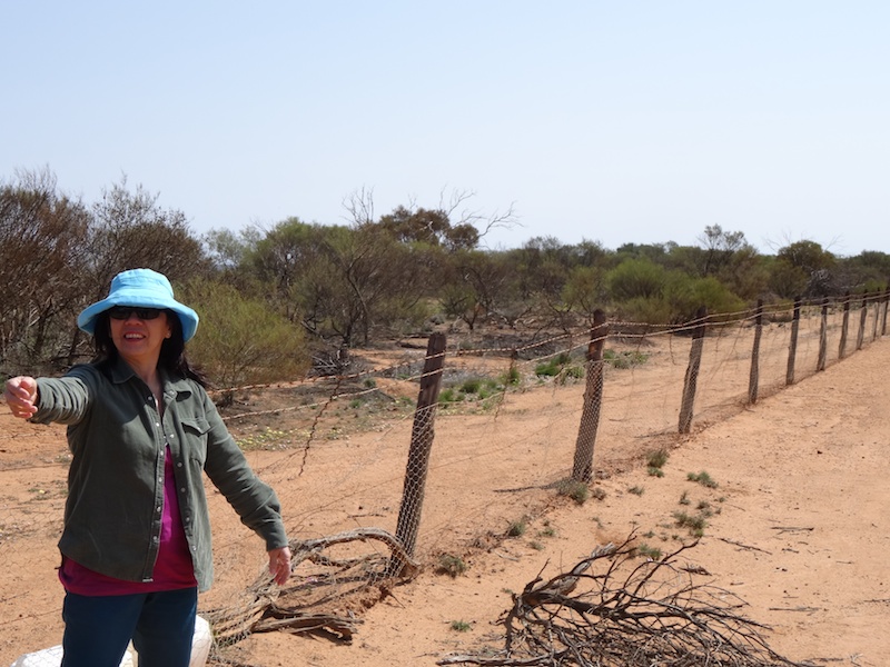 A Wandering Naturalist: Australia: Rabbit-Proof Fence