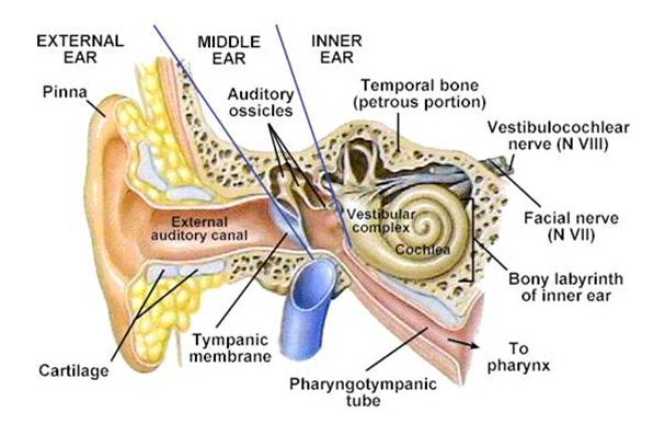 Fisiologi Pendengaran