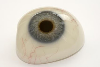 l'anatomie et physiologie de l'oiel