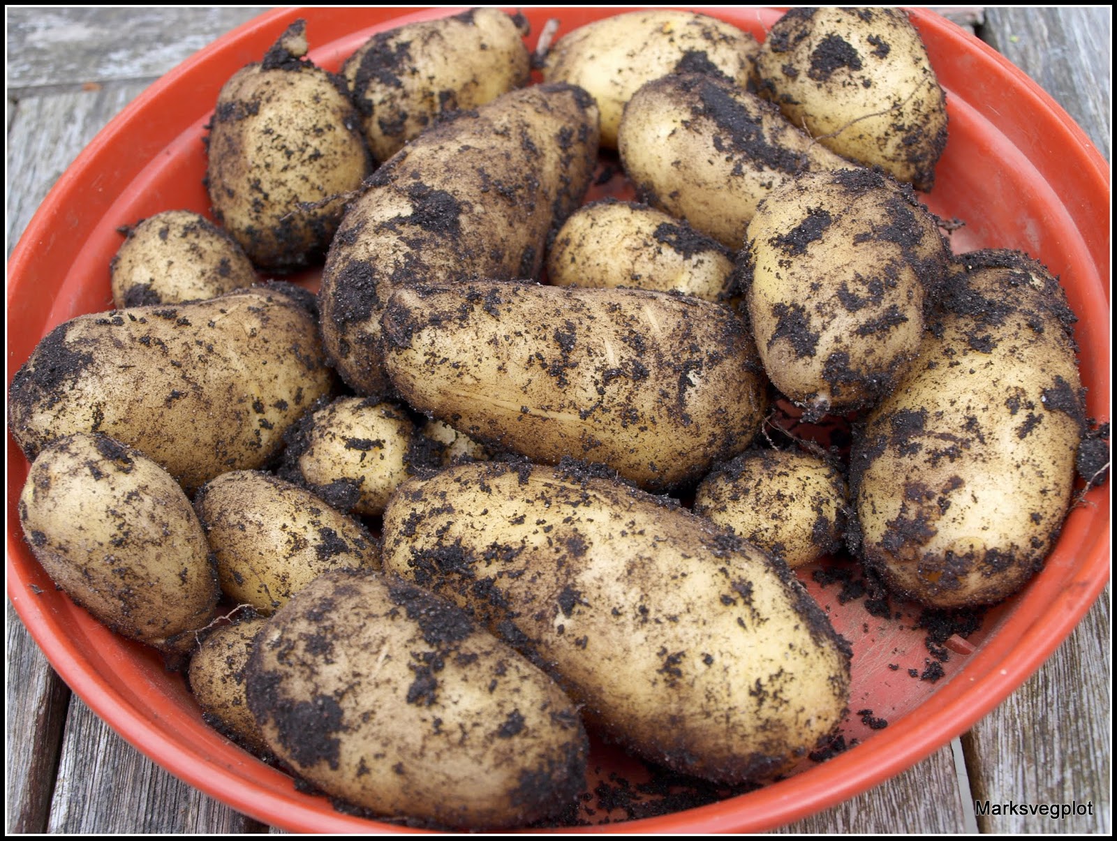 Mark's Veg Plot: Spuds and Co.
