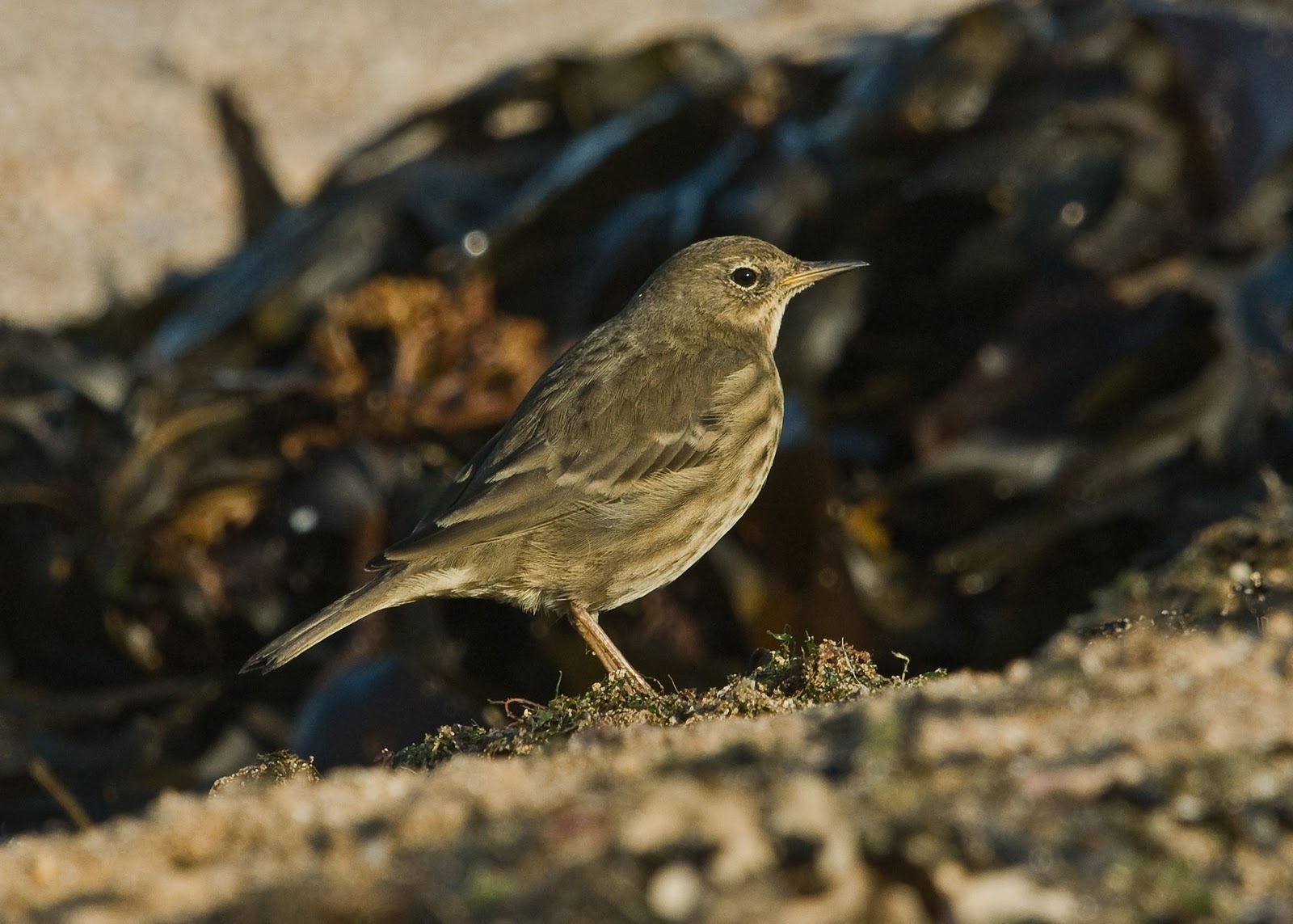 Greater Kent Birder: Eastern Black Redstart