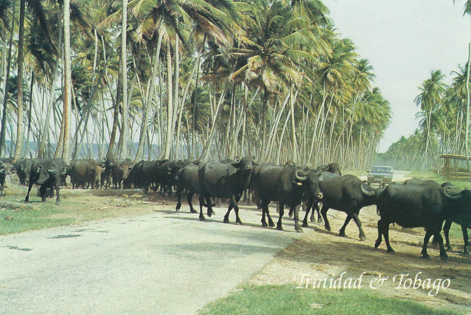 My Favorite Postcards: Buffalypso (Water Buffalo) in Trinidad and Tobago