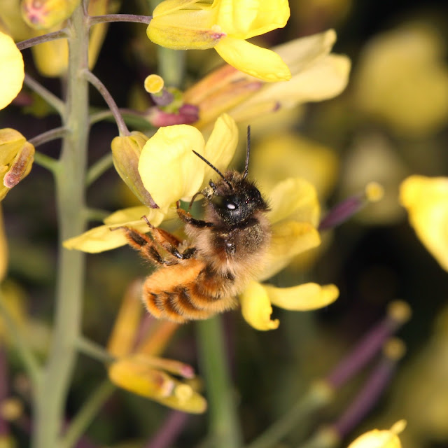 TrogTrogBlog: Red mason bees