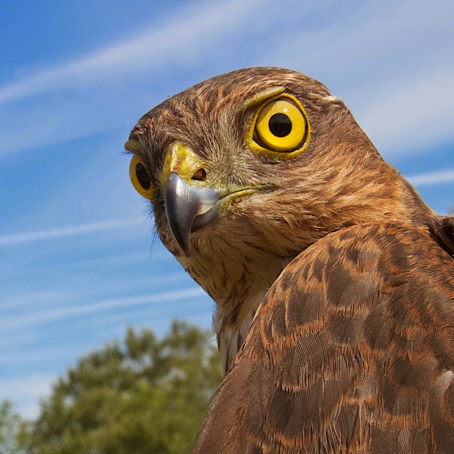 Charlie Sargent's bird ringing: Look what I ringed today!