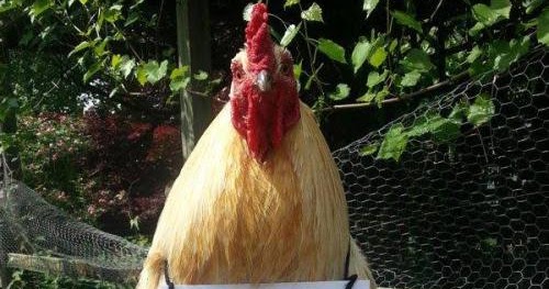 Content in a Cottage: Chicken Shaming Pics -- So Funny
