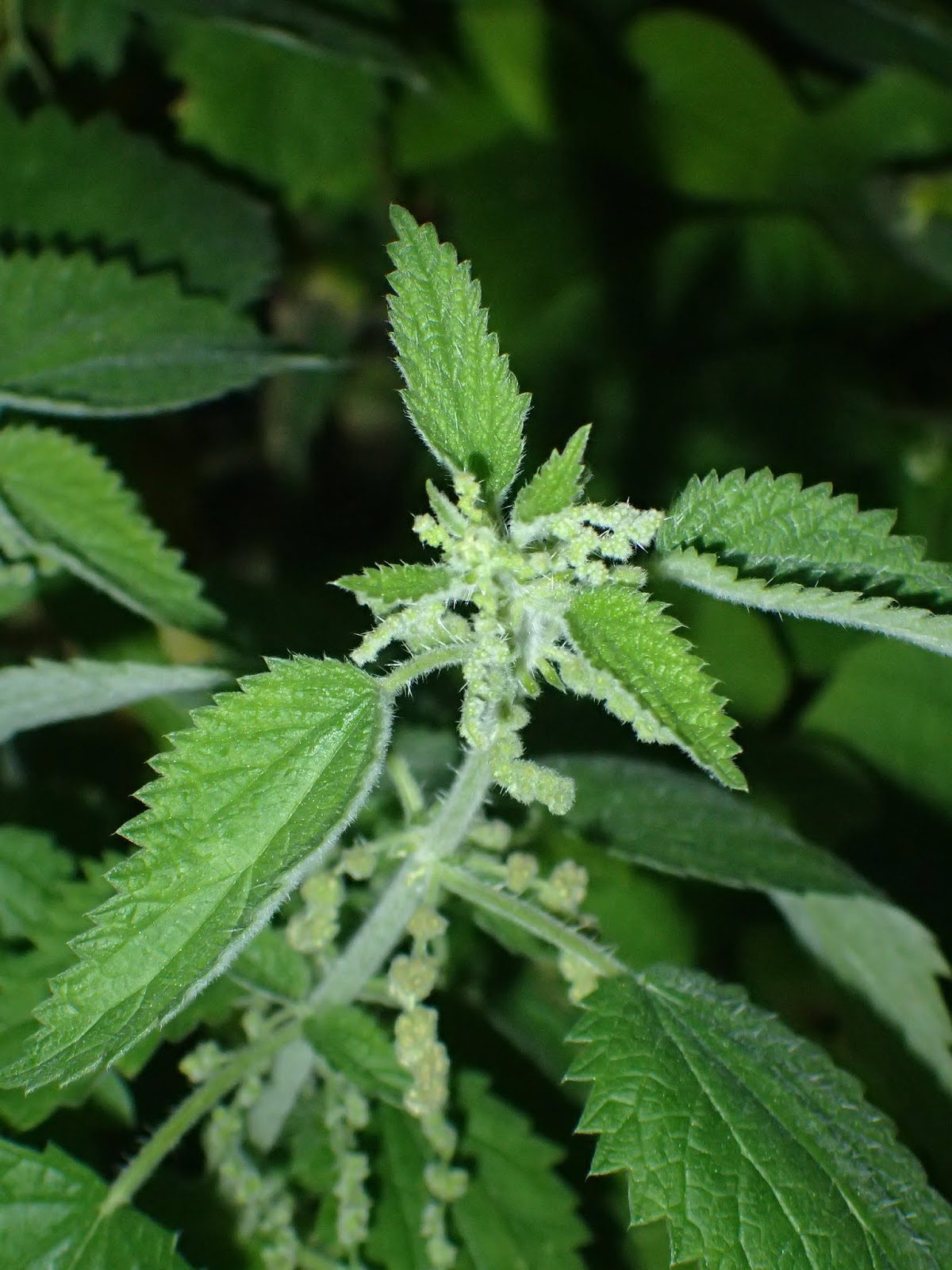 Scirpidiella's Plants: Exotic Nettles (Urtica spp.) - part 2