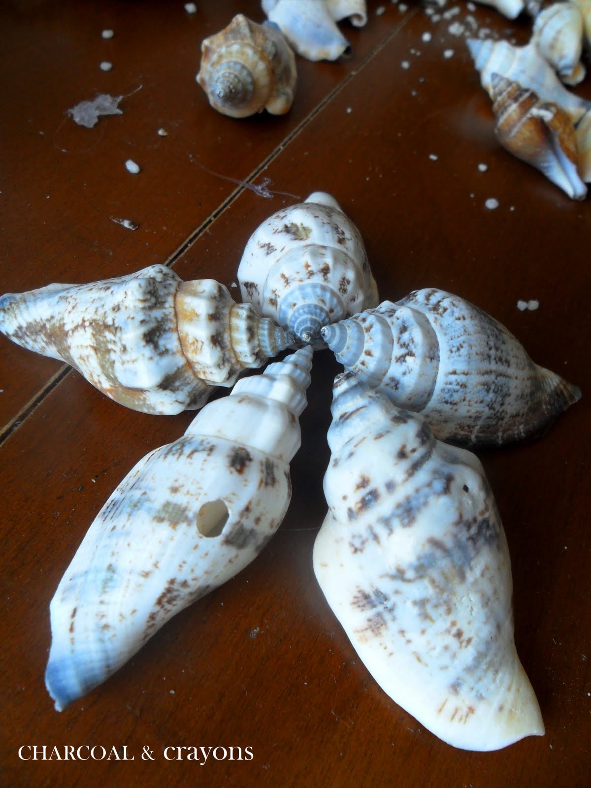 Charcoal and Crayons: Super Simple Seashell Stars