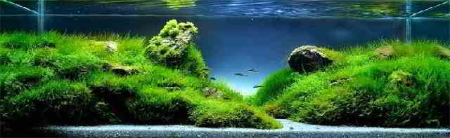 Aquarium Landscape Design Ideas For Contes