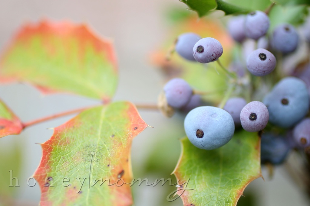 Honey Mommy: Scavenger Hunt Sunday {07.21.13}: The Cool Edition