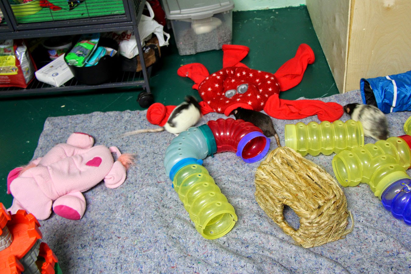 Ratropolis: The Rat Room - A Room Just For Rats!