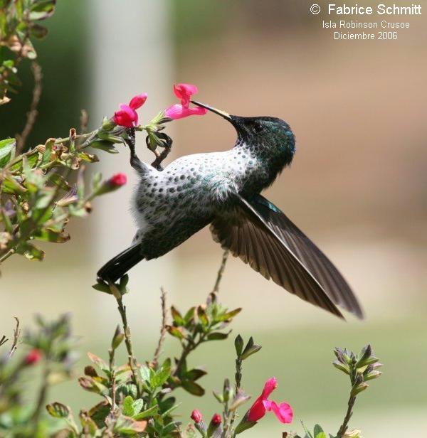 DarwinChile: El Picaflor de Juan Fernández Monumento Natural