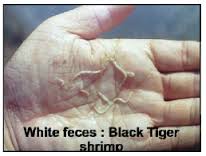 Mengenal Penyakit White Faeces Disease (WFD) pada Udang Vannamei ...