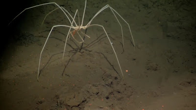 Real Monstrosities: Wandering Legs