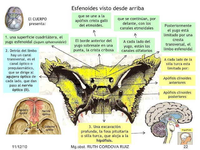 ANATOMÍA HUMANA: julio 2018