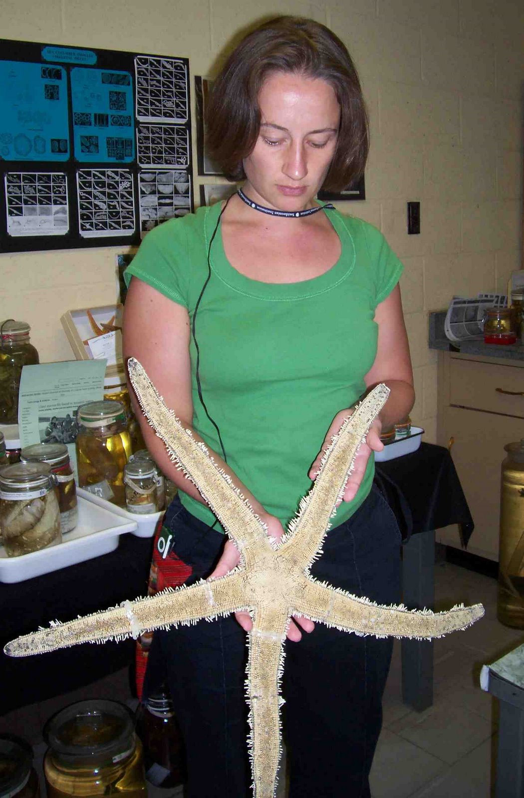 The Echinoblog: Learning about Luidia! 5 Things about The OTHER Sand Star!