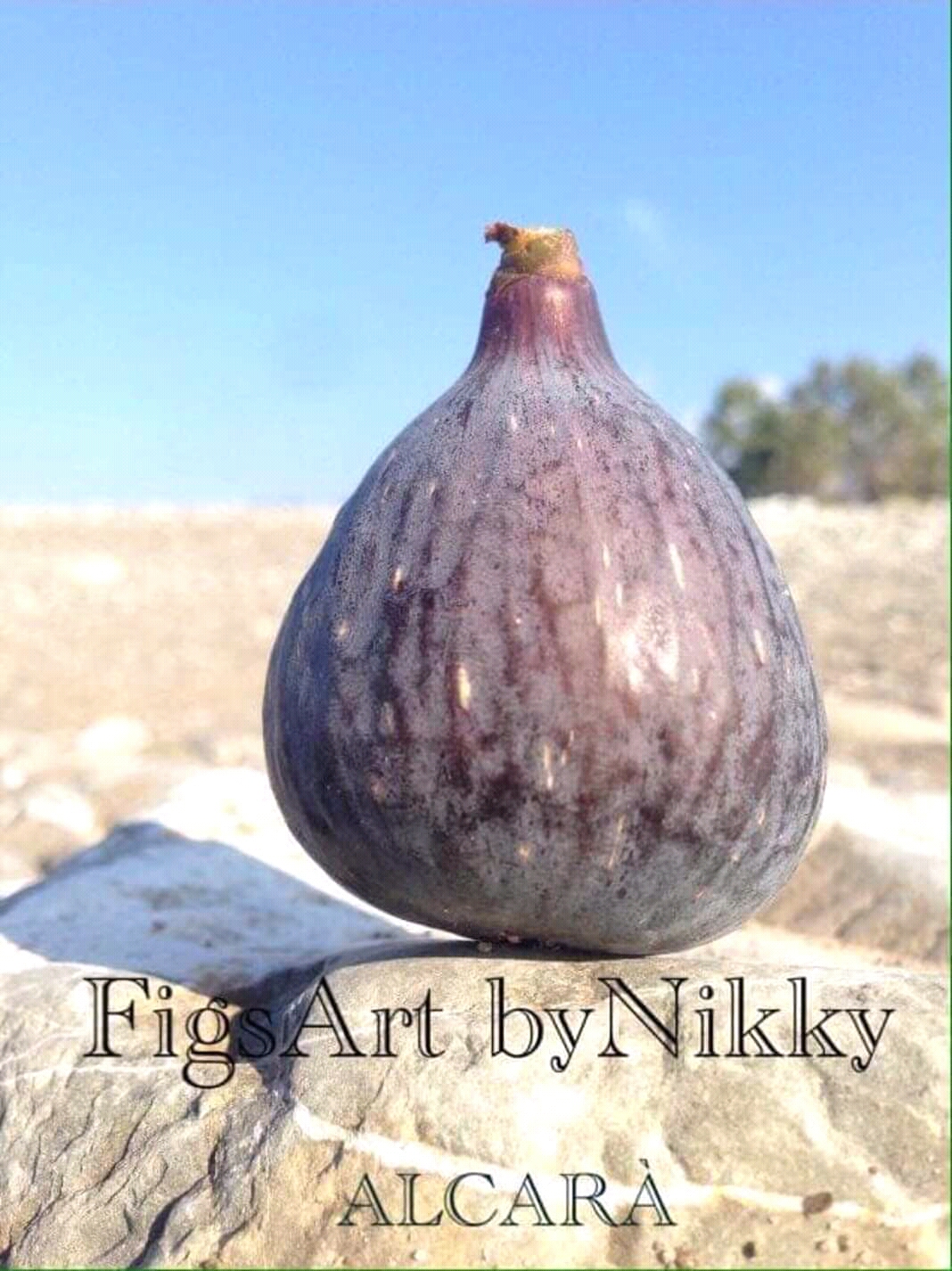 Alcara Fig - Var Tin