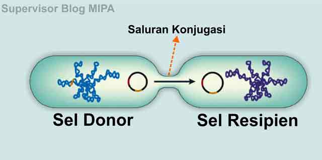 Reproduksi Bakteri Secara Vegetatif, Aseksual dan Seksual | BIOLOGIJK