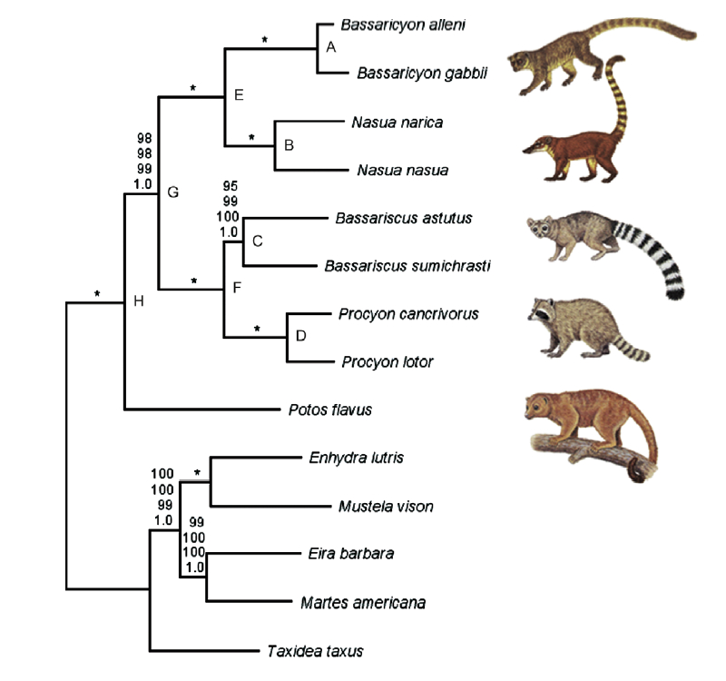 Supernova之家: 浣熊科動物(Procyonidae)-2015