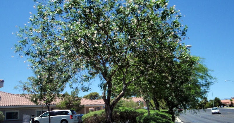 Xtremehorticulture of the Desert: Saving Chitalpa Tree With Deeply ...