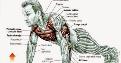 Refleksoloji ve Masaj: GÖREVLERİNE GÖRE KASLAR