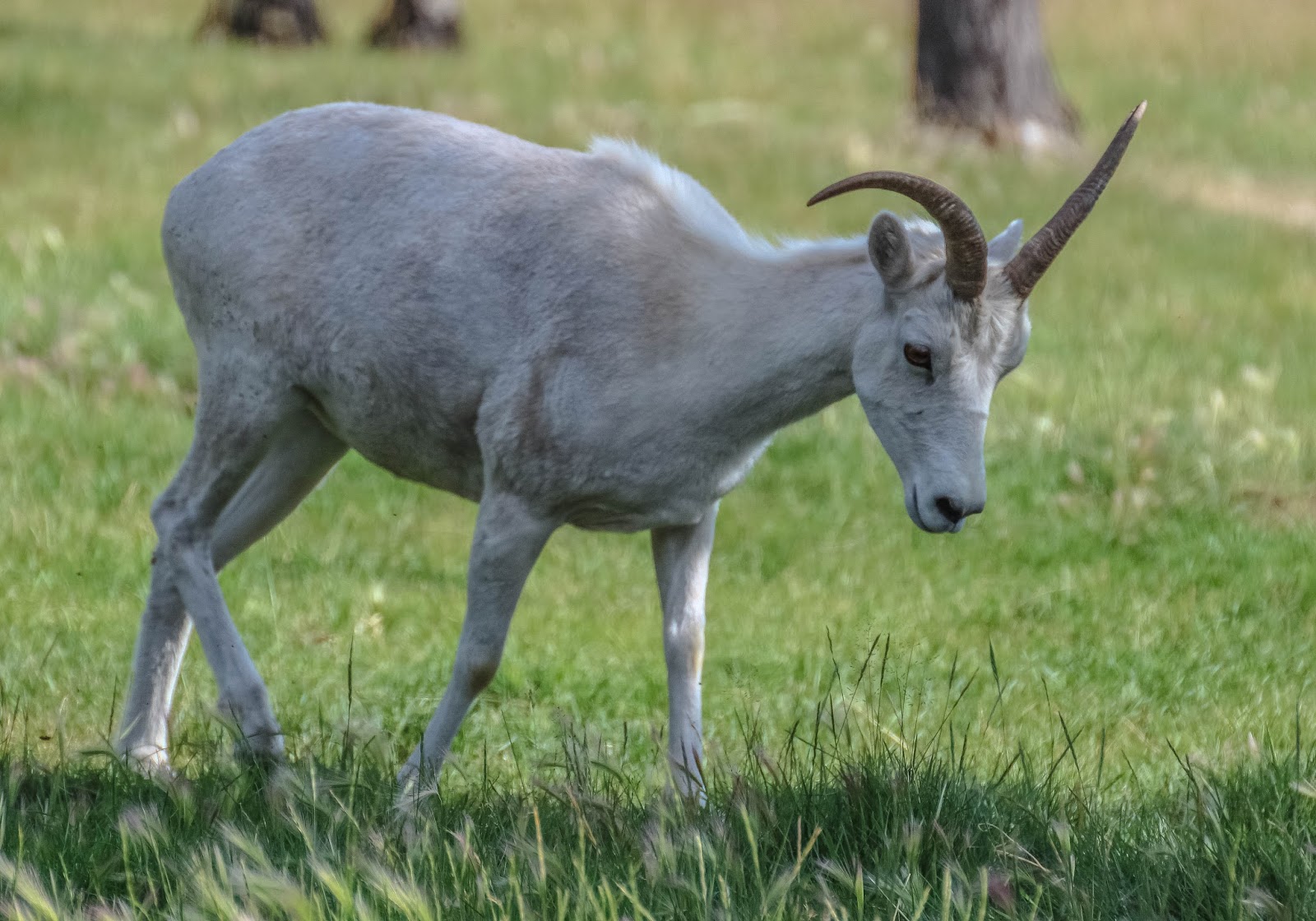 Cannundrums: Dall Sheep