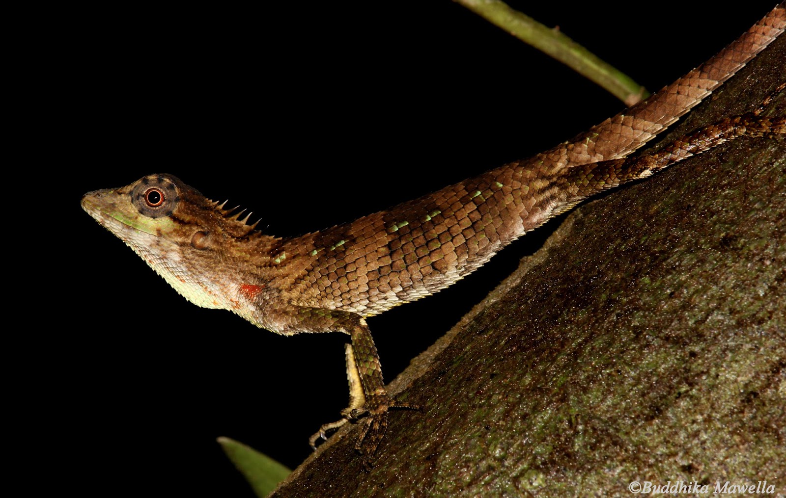 Lanka Nature Summary: Whistling lizard (Calotes liolepis)