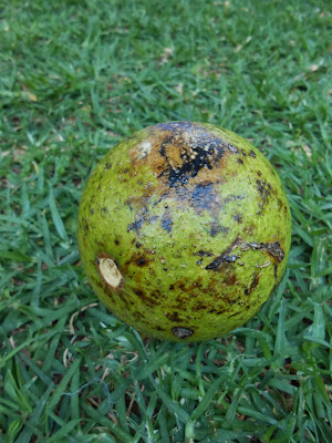 Well, It's Africa...: Matamba: The Monkey Orange