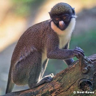 Mamíferos y marsupiales mammals of the earth: Cercopiteco menor ...