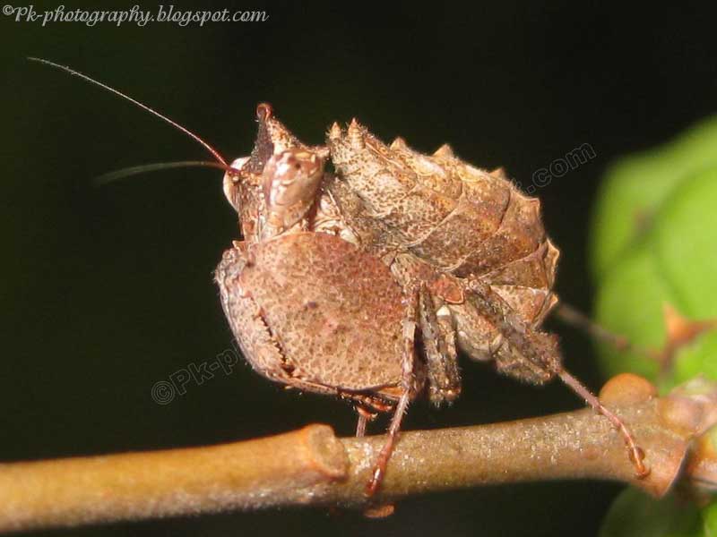 Small Brown Praying Mantis | Nature, Cultural, and Travel Photography Blog