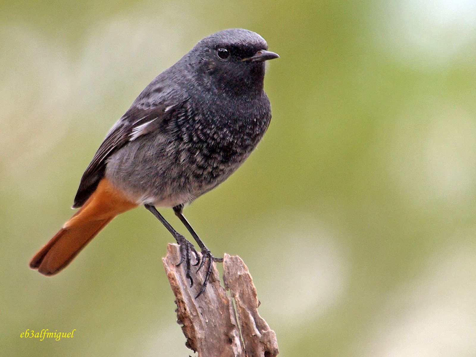 MIS AMIGAS LAS AVES: Macho de colirrojo tizón (Phoenicurus ochruros)